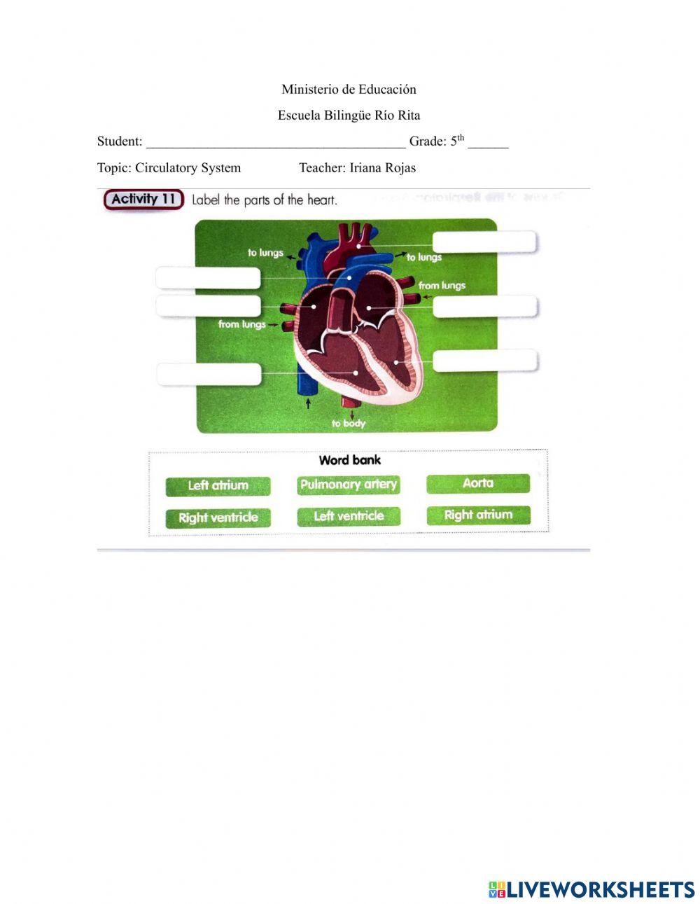 Heart Parts online exercise for | Live Worksheets