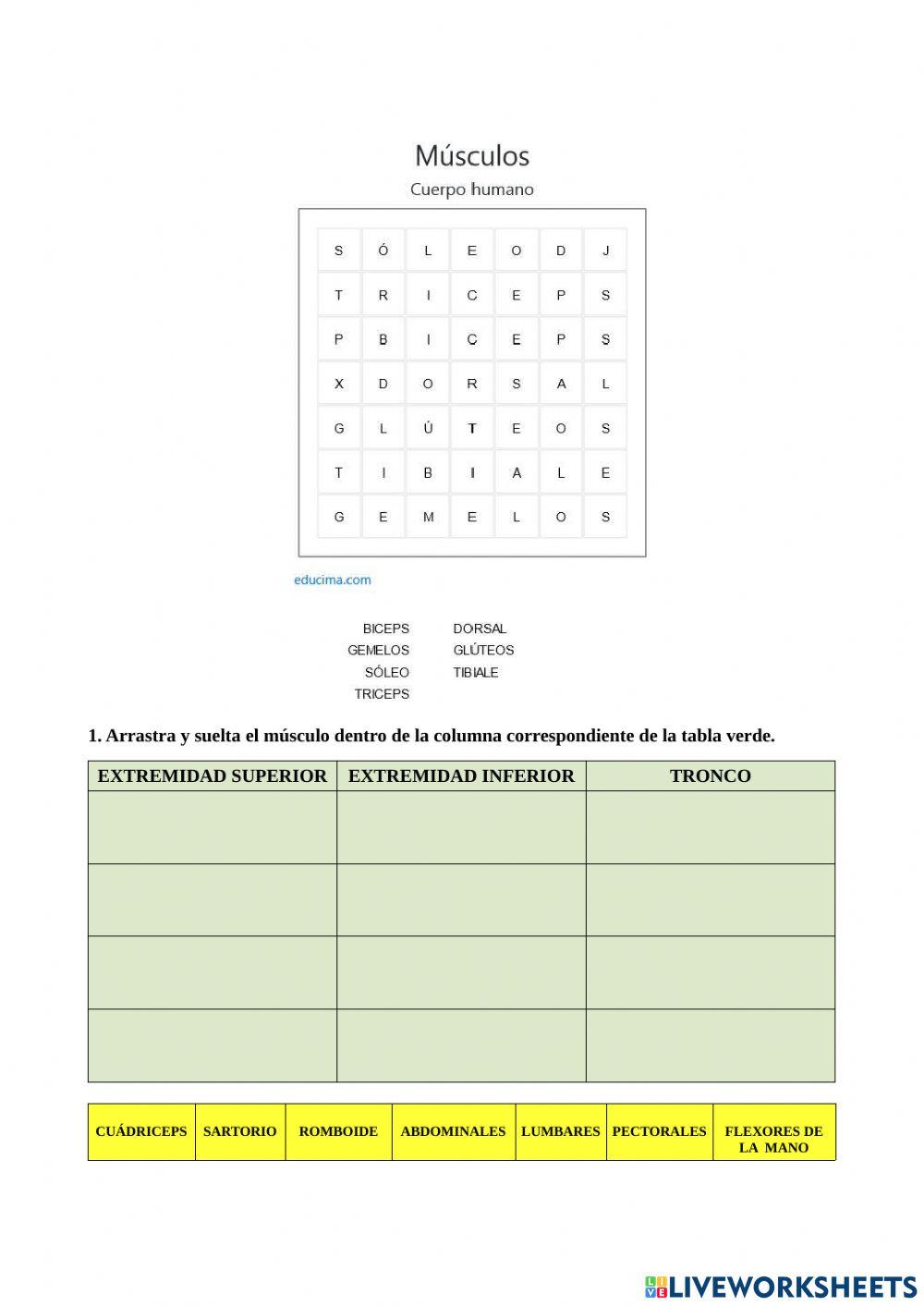 Músculos activity for ESO | Live Worksheets