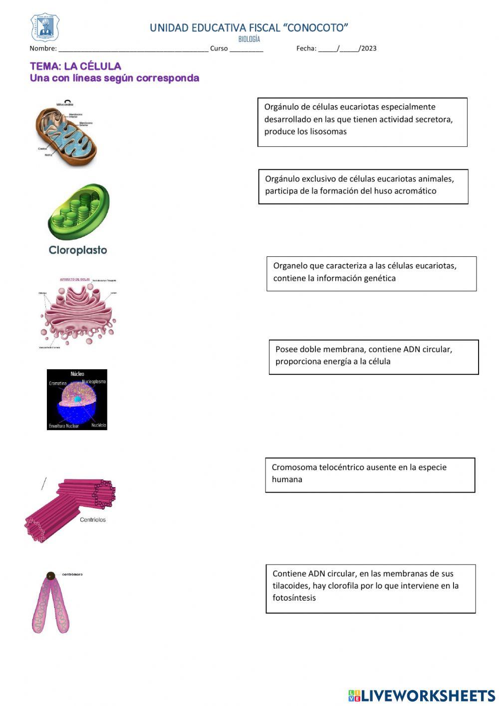 Biología general primero worksheet | Live Worksheets