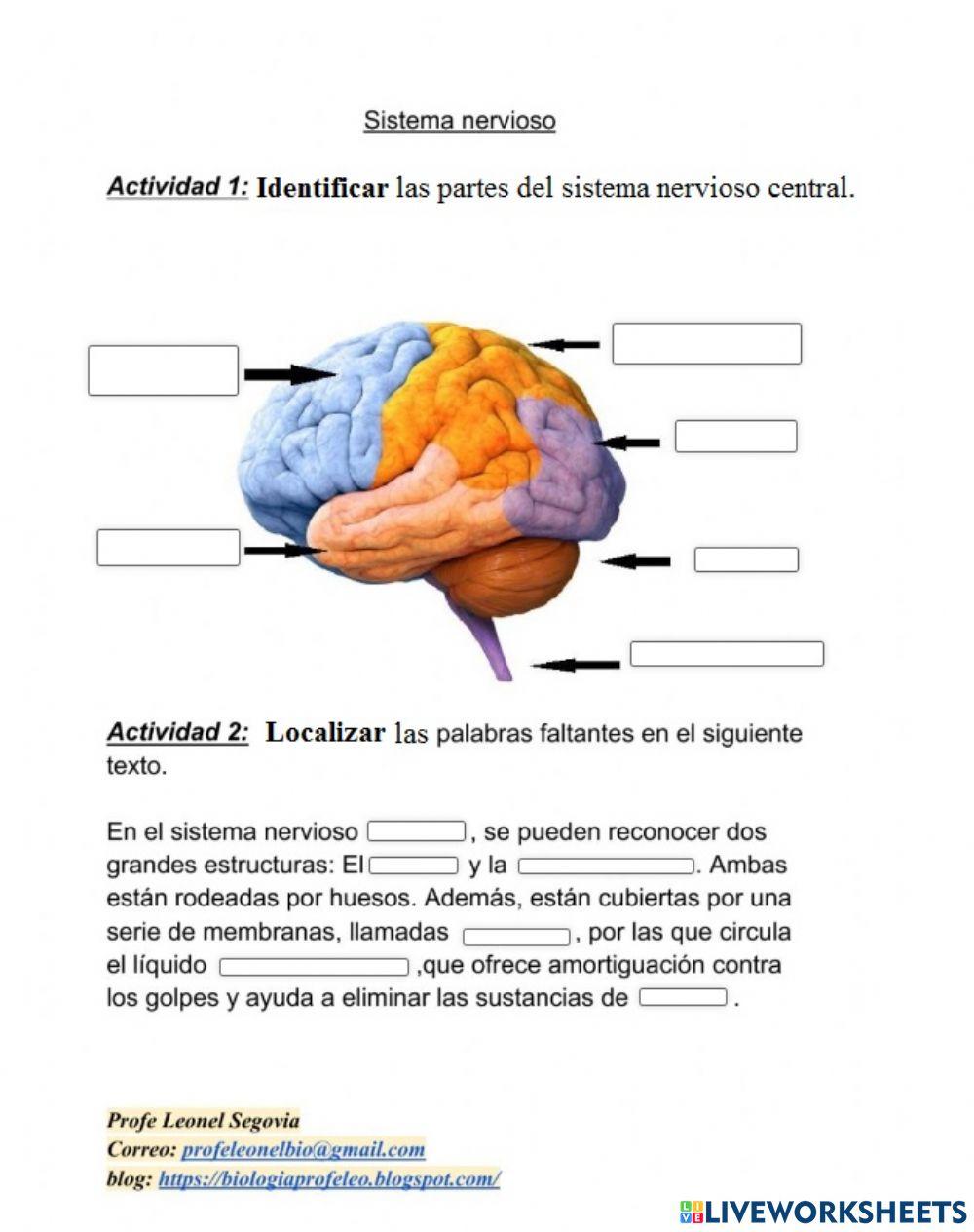 Sistema nervios… | Free Interactive Worksheets | 7100958