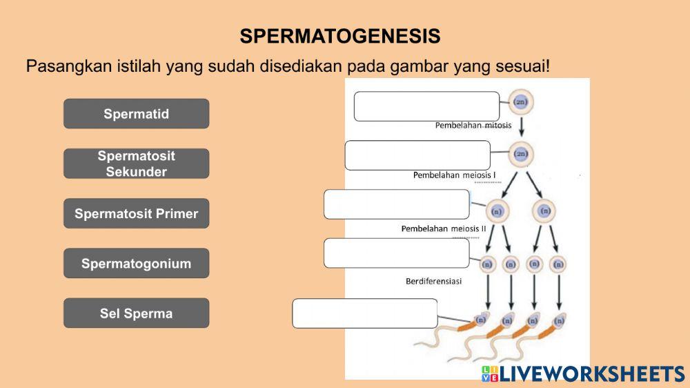 Spermatogenesis interactive worksheet | Live Worksheets