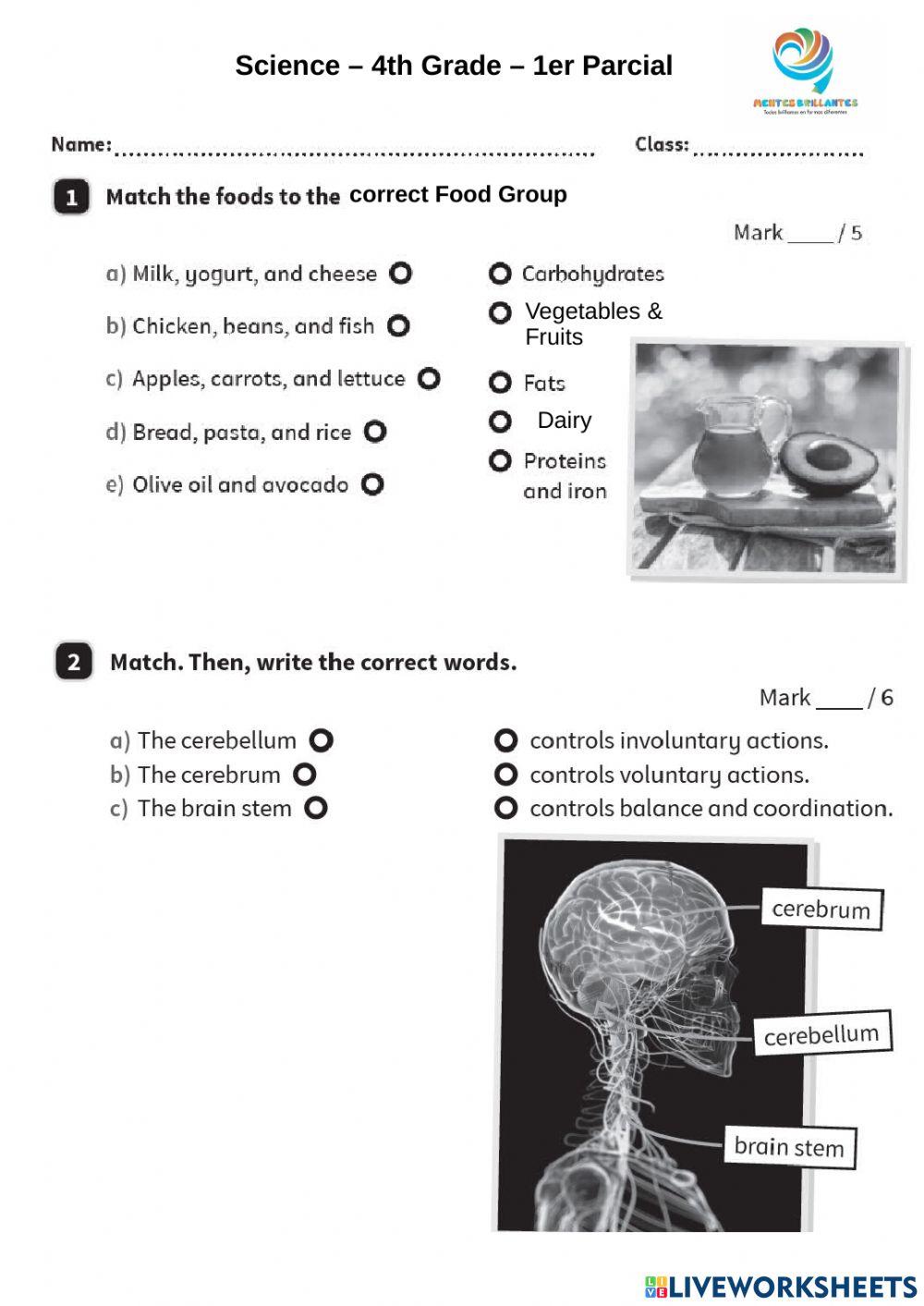 Science Exam - 4to - 1er Parcial online exercise for | Live Worksheets