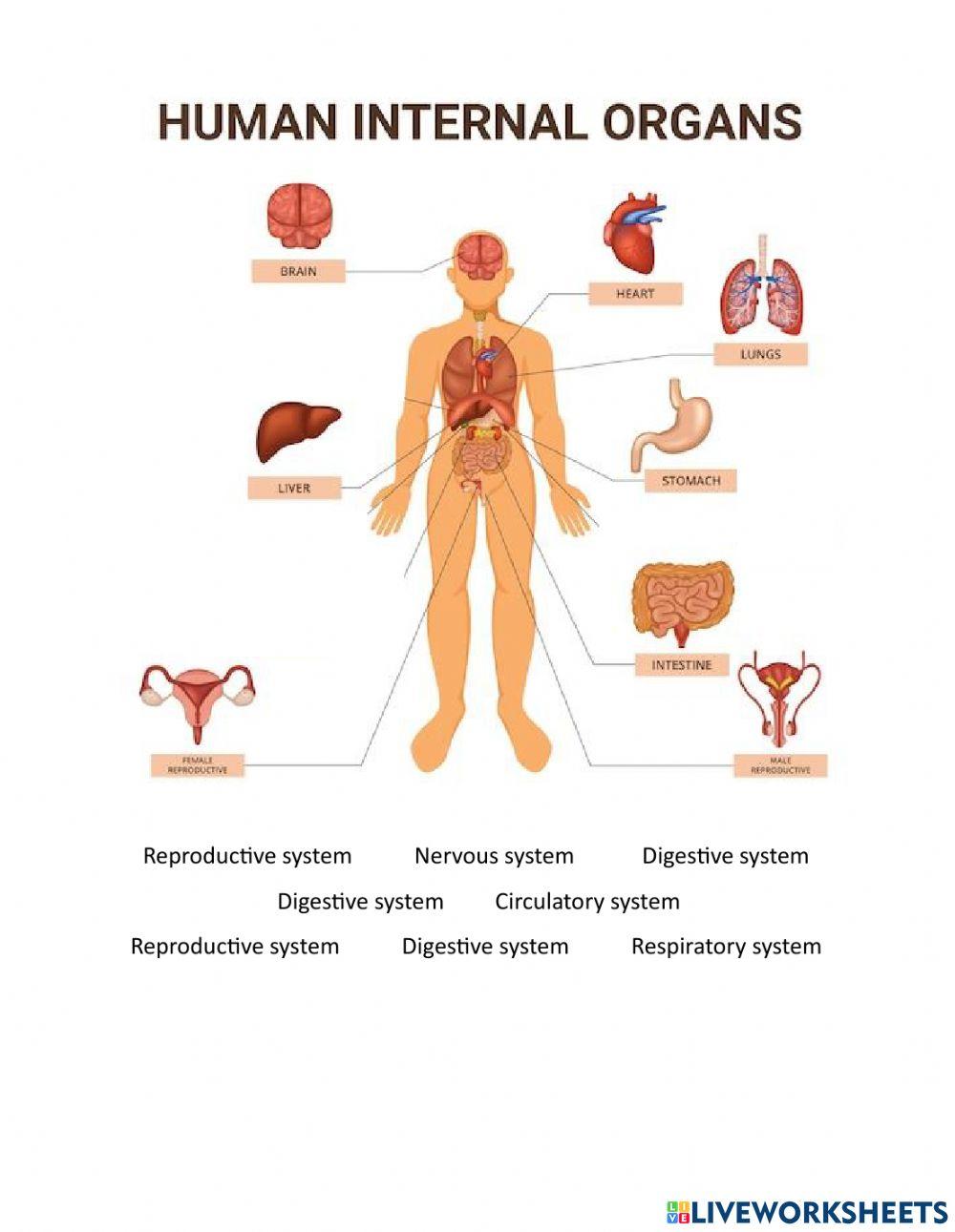 Organ Systems online exercise for | Live Worksheets