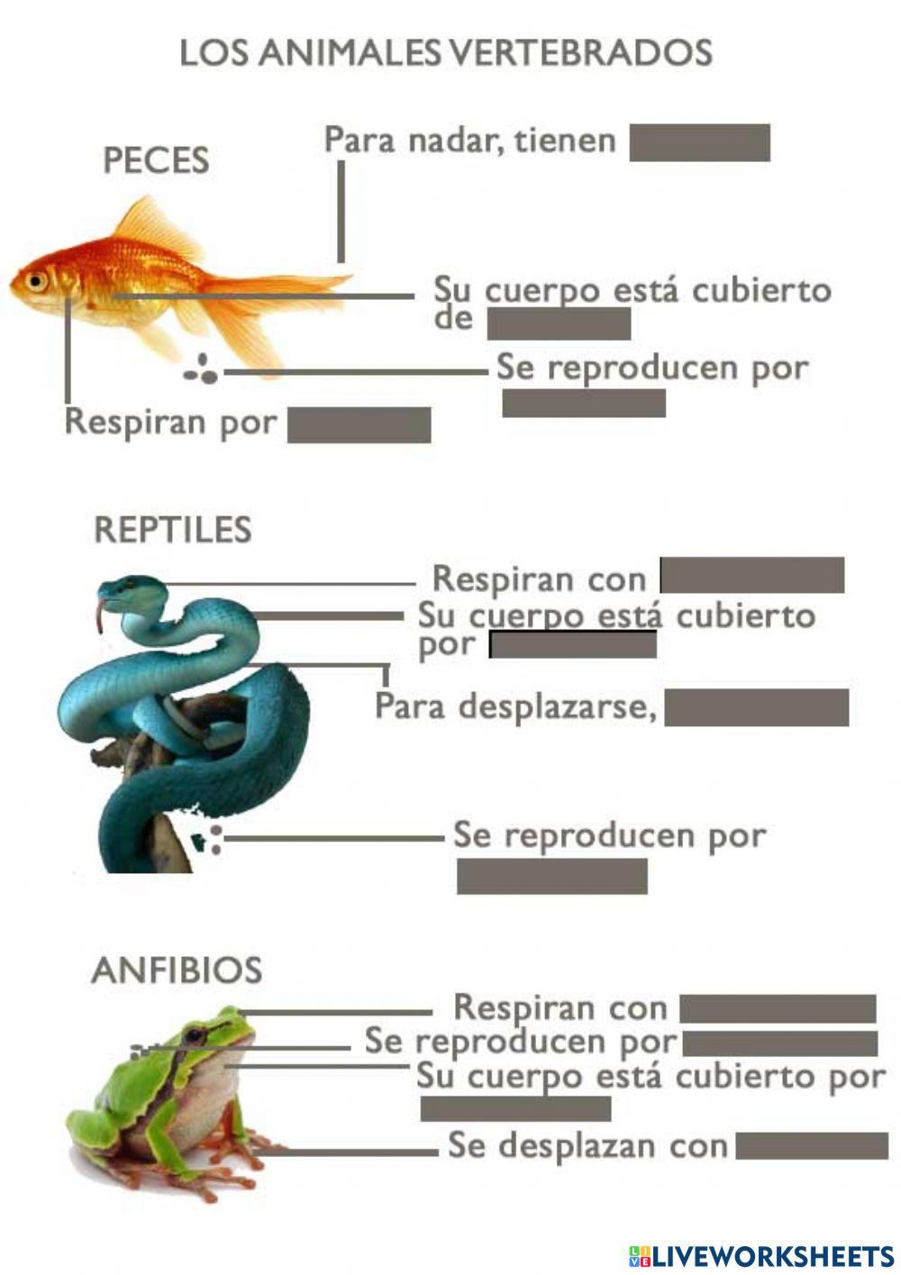Vertebrados 1 activity | Live Worksheets