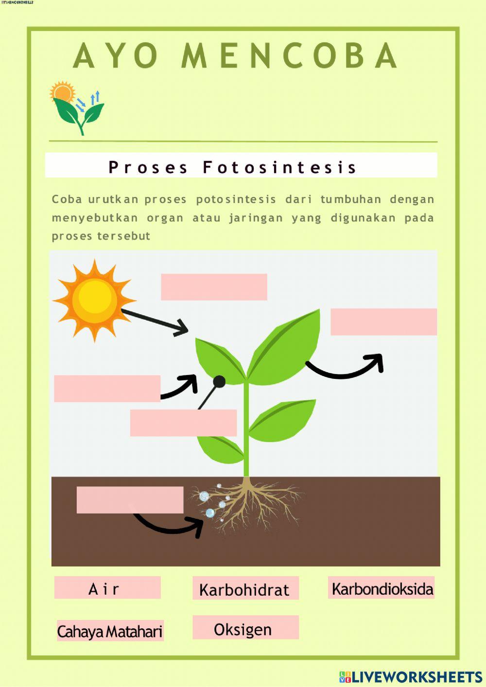 7086297 | LKPD IPAS Kelas 4 Pentingnya Proses