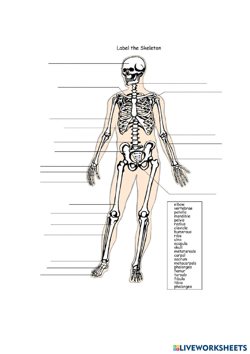 Sistem Rangka | Live Worksheets