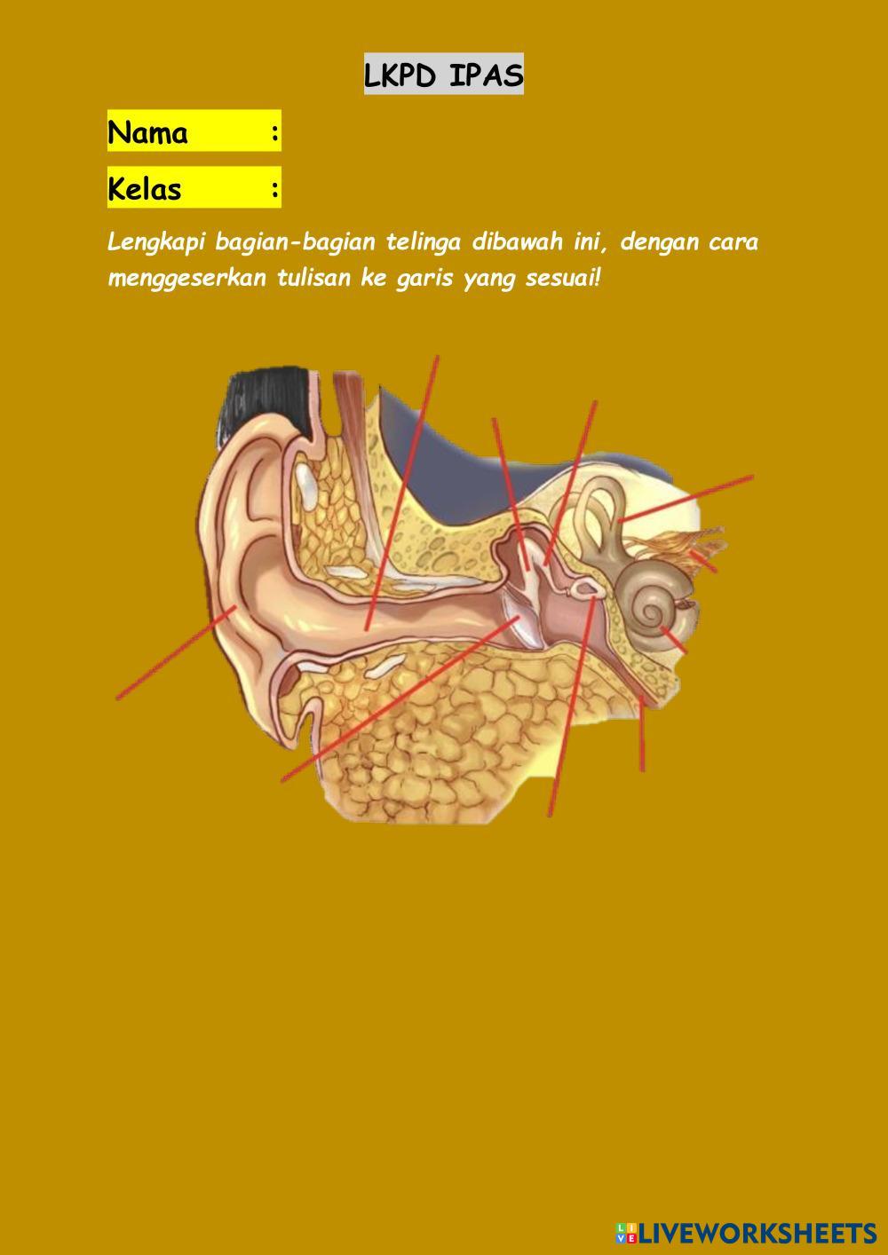 Bagian-Bagian Telinga | Live Worksheets