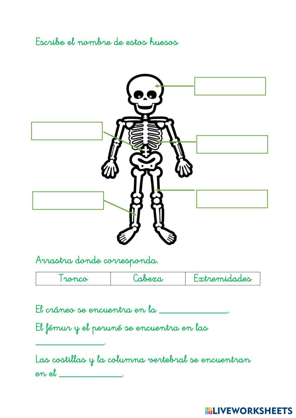 El esqueleto | Live Worksheets