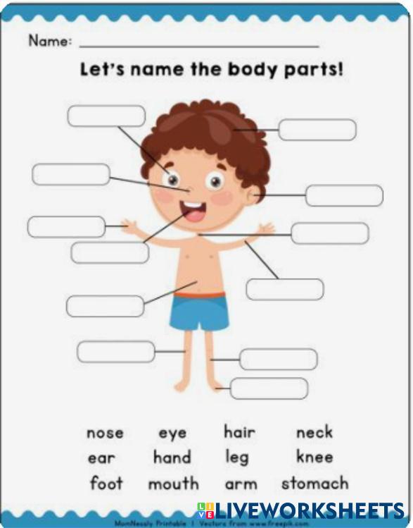 Let's name the body parts | Live Worksheets
