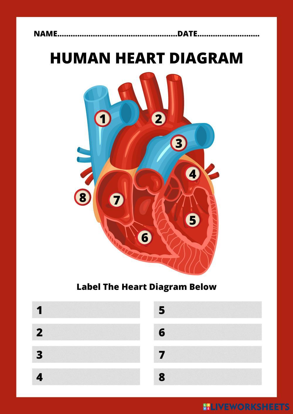 Structure of He… | Free Interactive Worksheets | 7235995