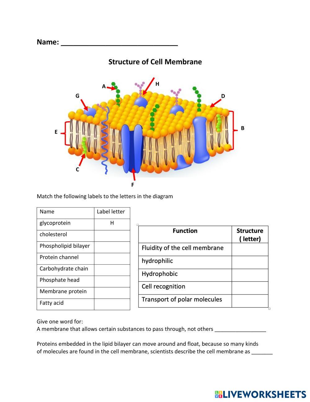 Cell membrane | Free Interactive Worksheets | 7236736