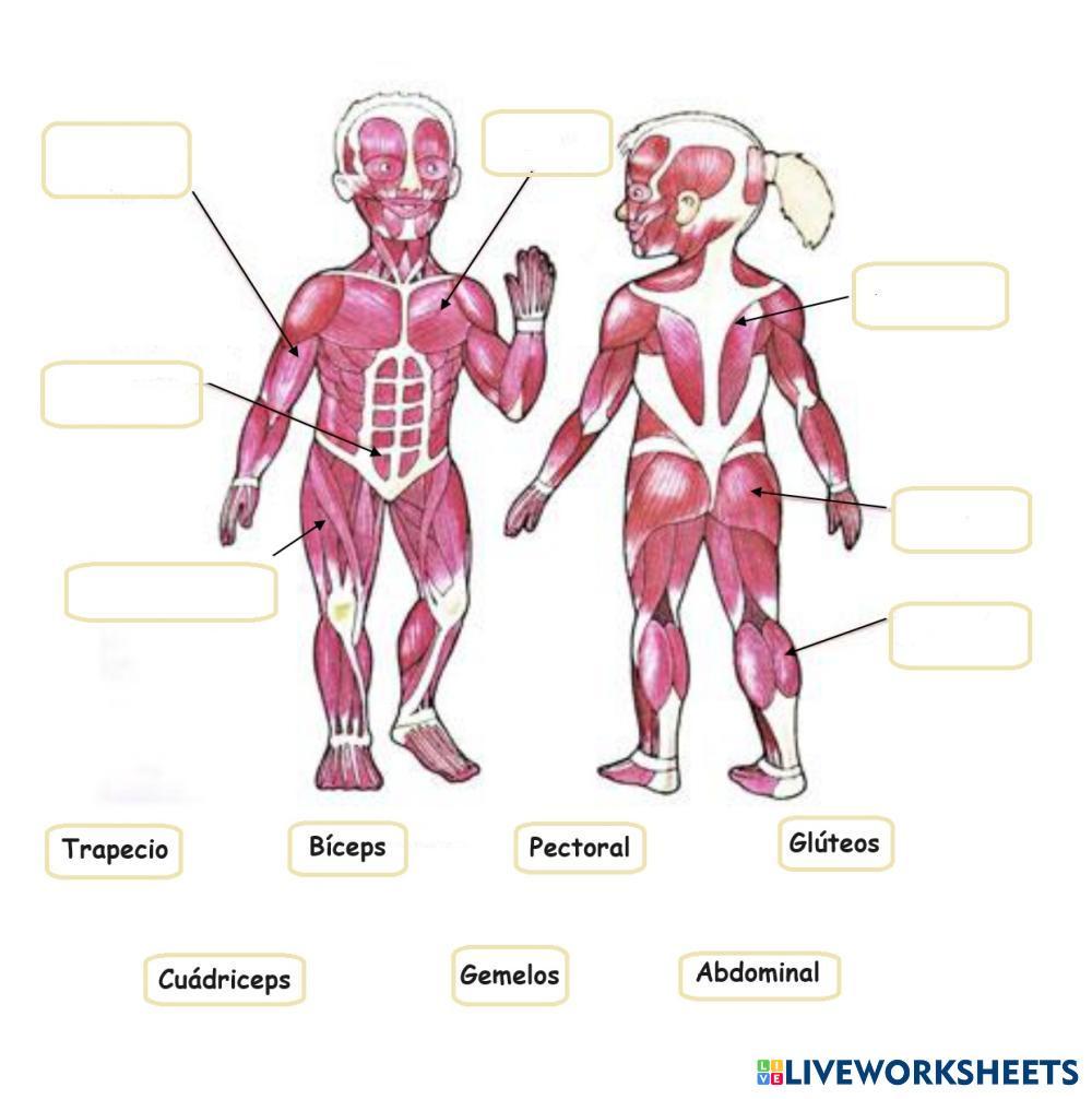 LOS MÚSCULOS | Live Worksheets