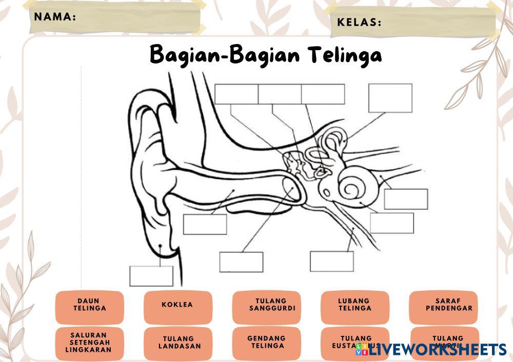 Bagian-bagian Telinga | Live Worksheets