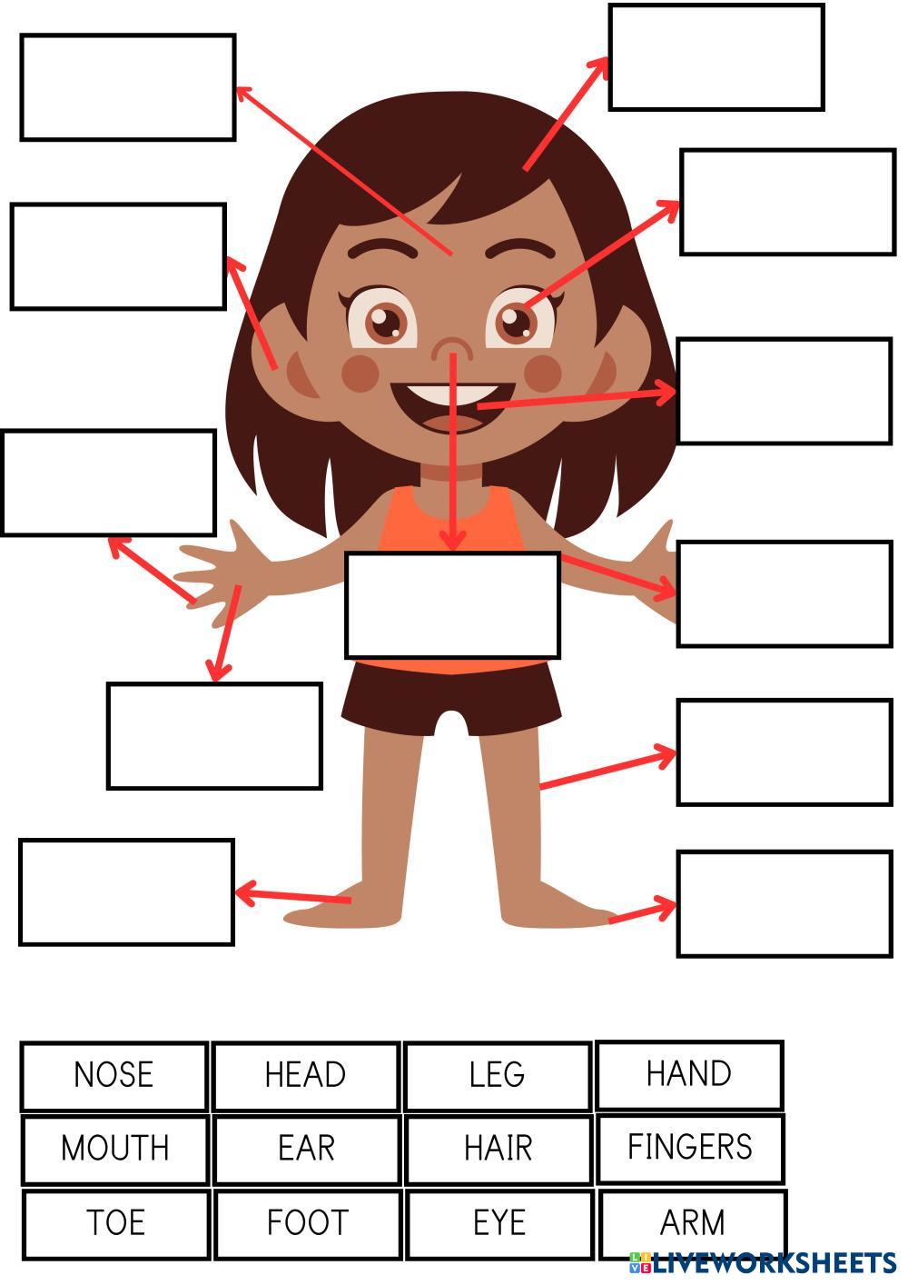 BODY PARTS 7242900 | Ainhoa | Live Worksheets