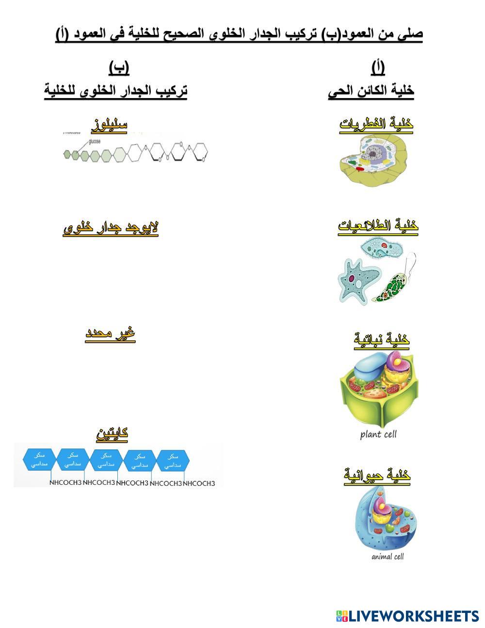 تركيب الجدار ال… | Free Interactive Worksheets | 7243974