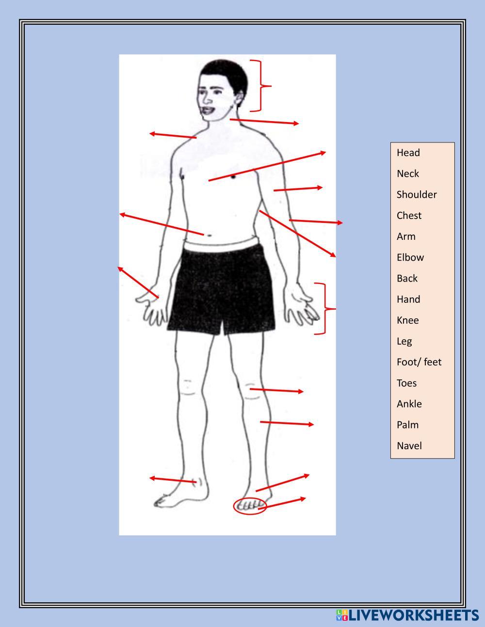 Body parts | Live Worksheets
