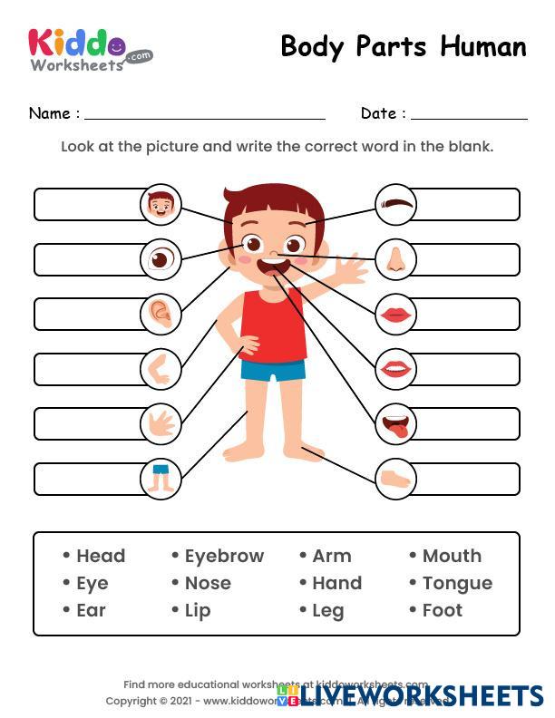 body parts | Live Worksheets