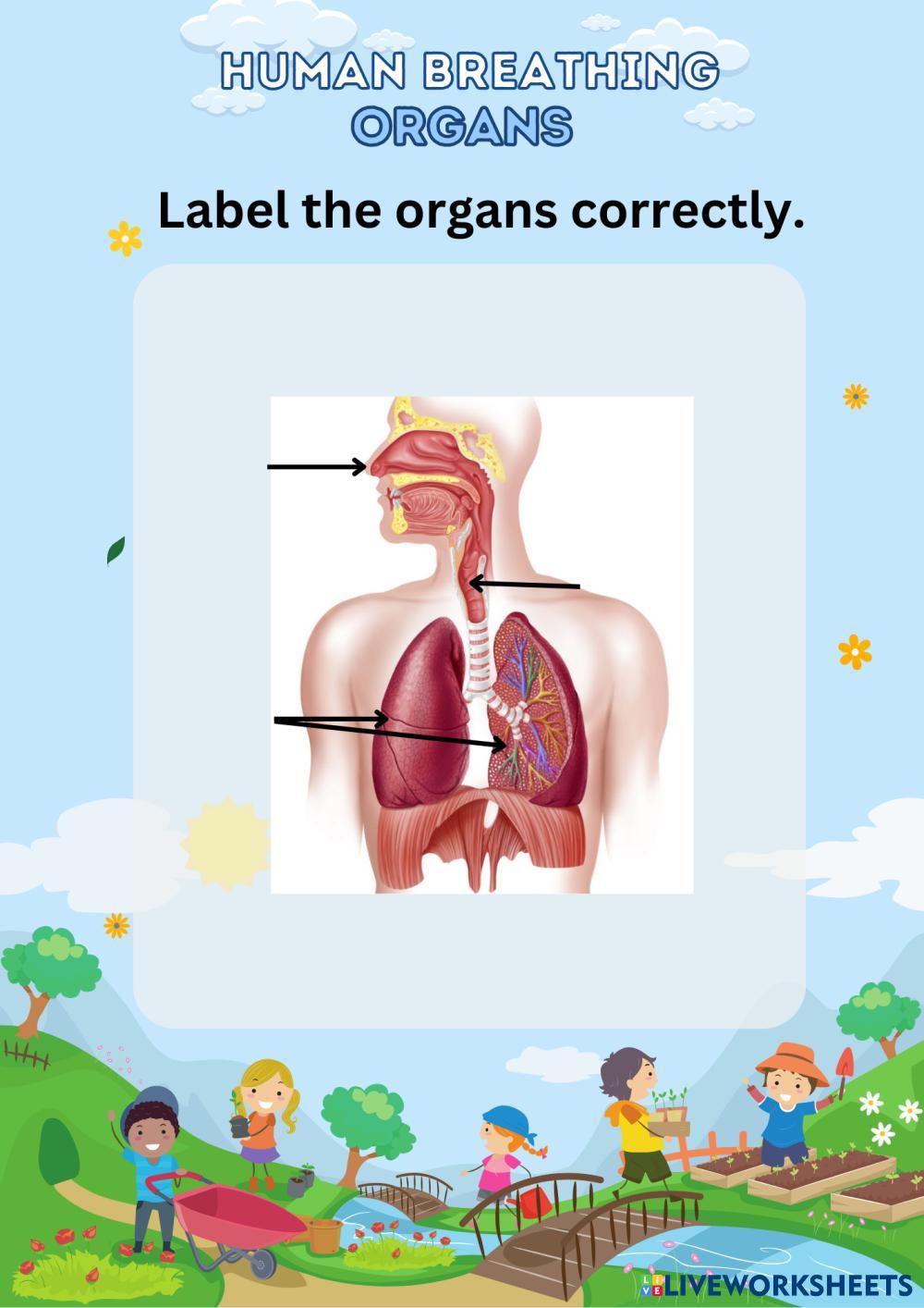 Human Breathing Organs | Live Worksheets