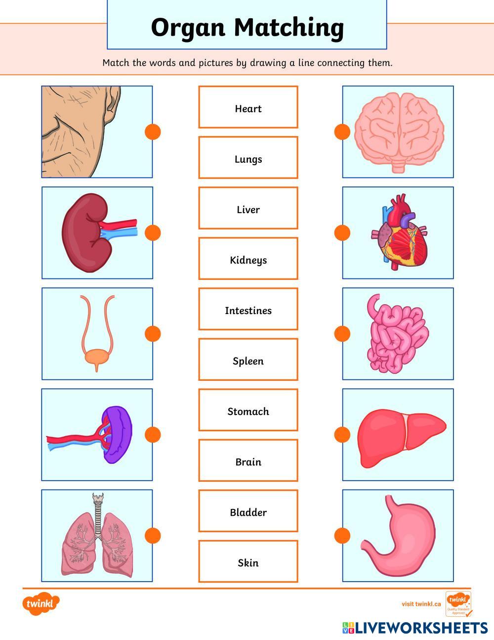 7255580 | Science test organ in our body | Sopheaknith