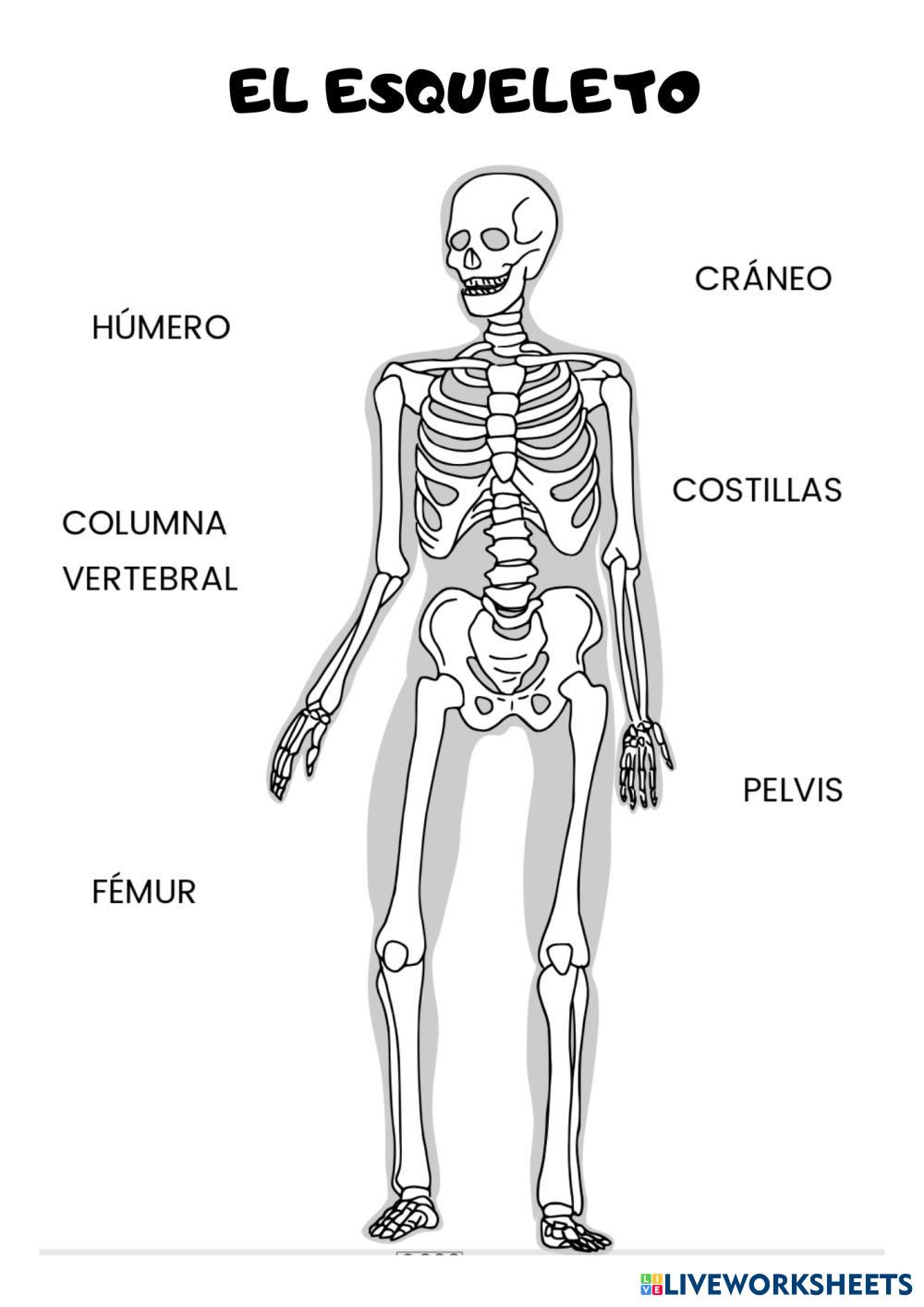 El esqueleto | Live Worksheets
