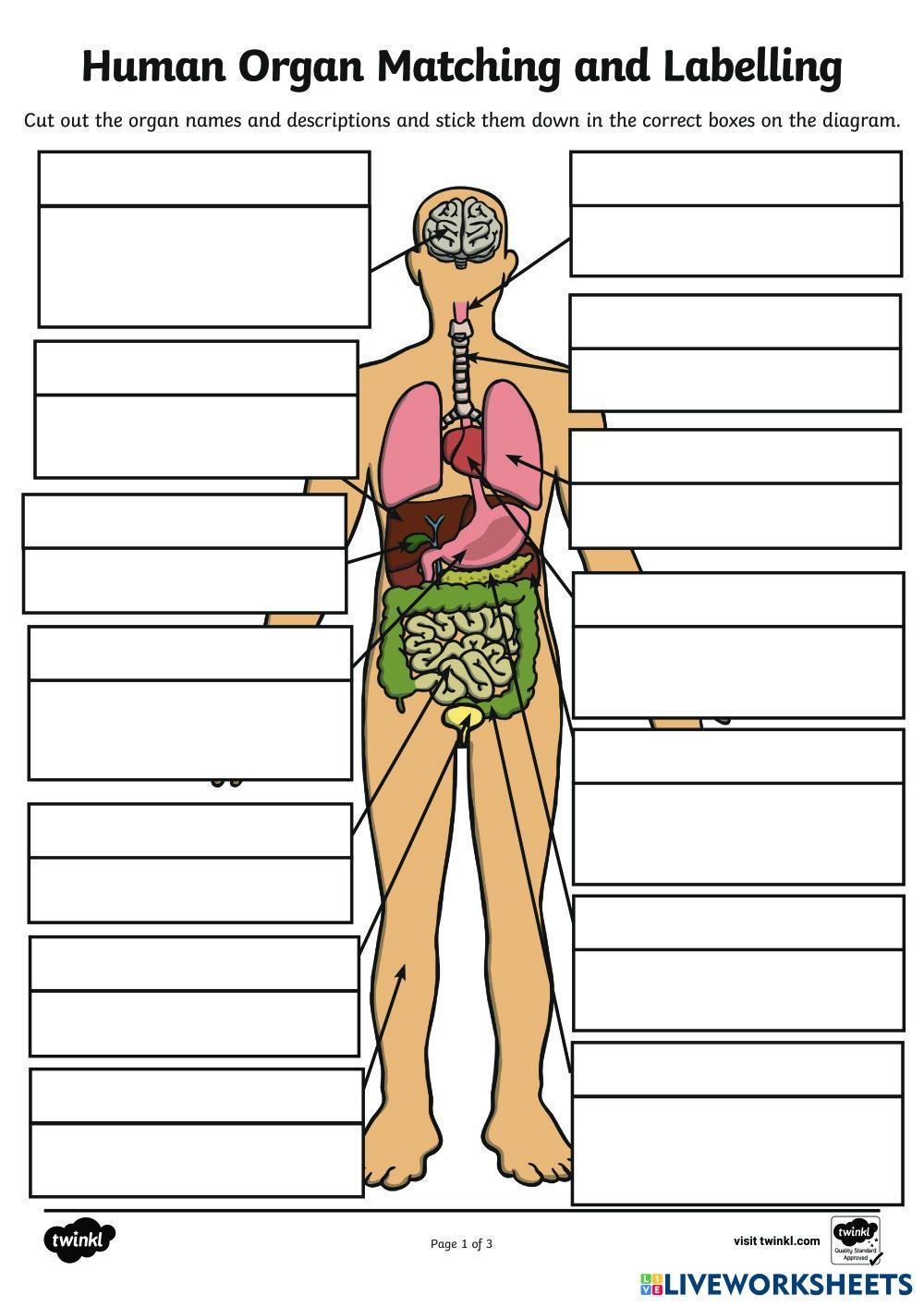 Human Organ Activity | Live Worksheets