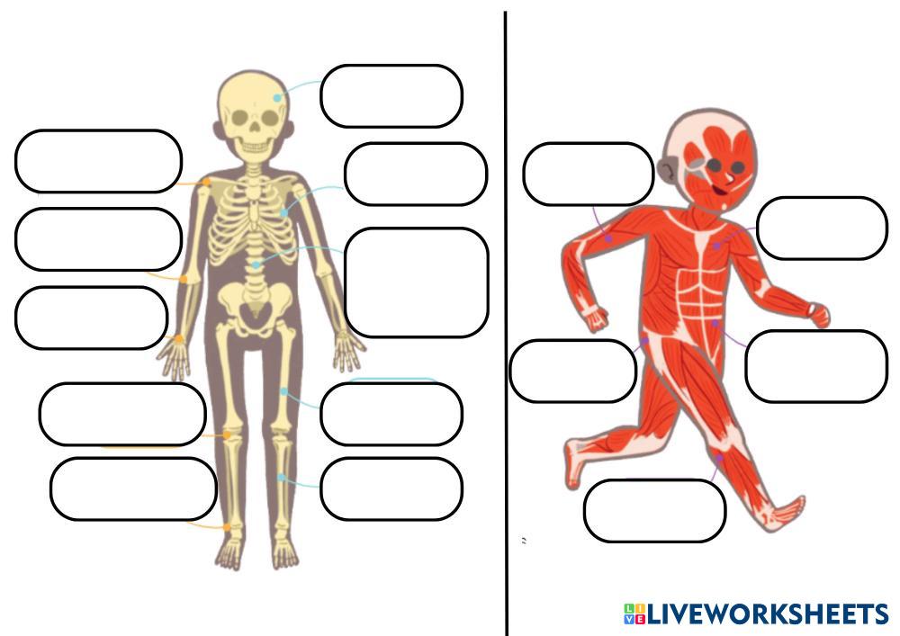HUESOS Y MÚSCULOS | Live Worksheets