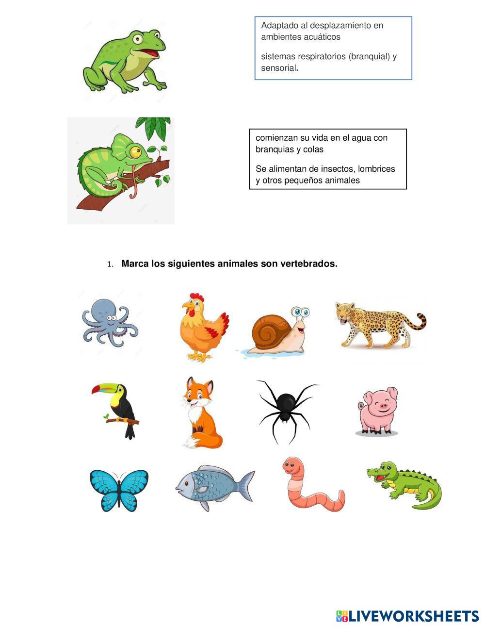 Animales Vertebrados | Live Worksheets