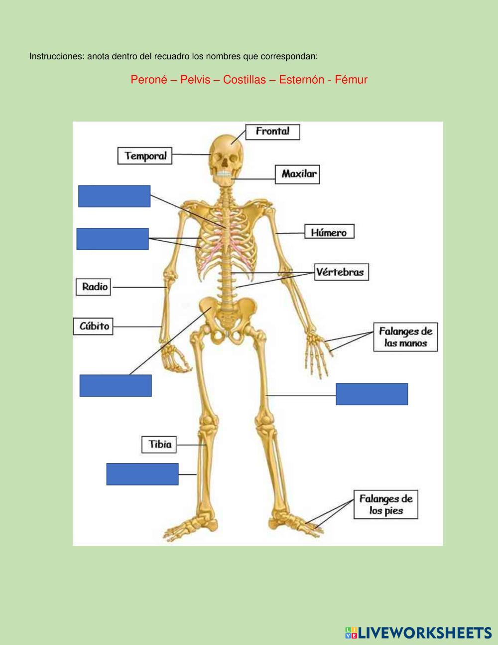 SISTEMA LOCOMOTOR | Dimas López Román | Live