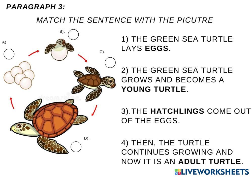 The green sea turtle | Live Worksheets