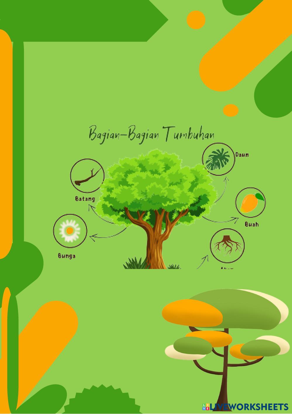 Struktur dan Fungsi Jaringan Tumbuhan 7289809 | Ria Zulfa