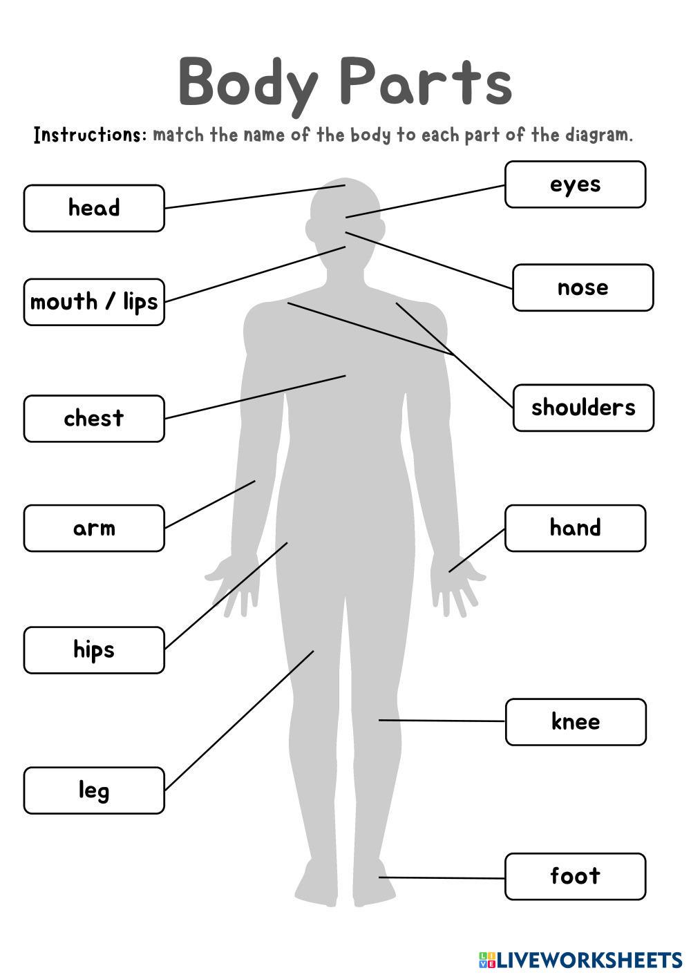Body Parts | Live Worksheets