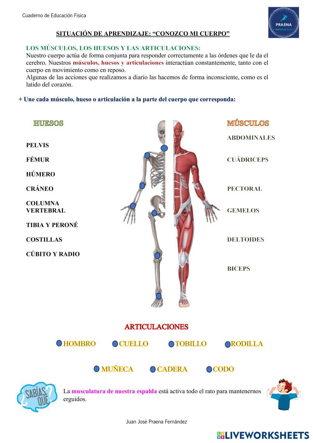 MÚSCULOS, HUESO… | Free Interactive Worksheets | 7301899