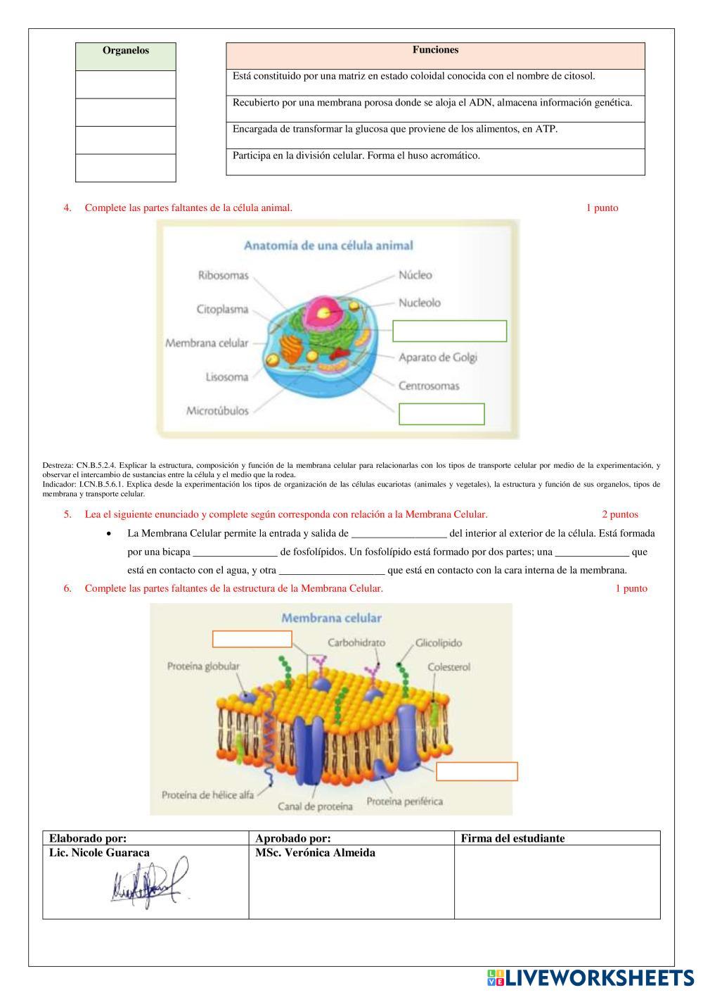 Biology second | Live Worksheets