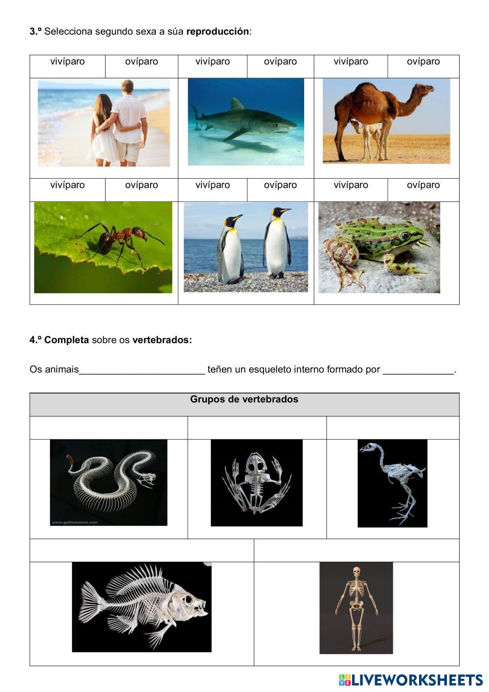 Vertebrados e i… | Free Interactive Worksheets | 7317838