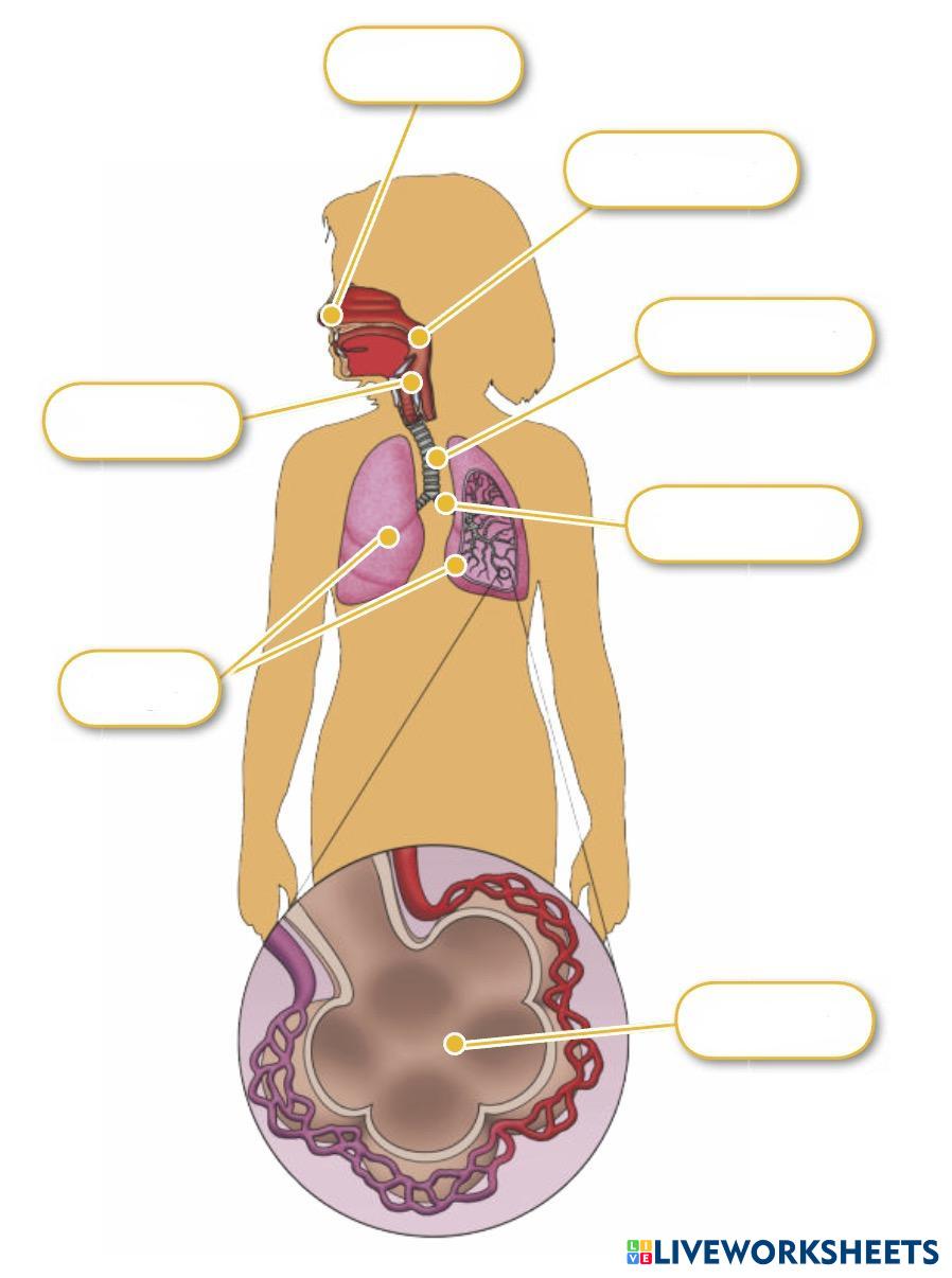 RESPIRATORY SYS… | Free Interactive Worksheets | 7319209