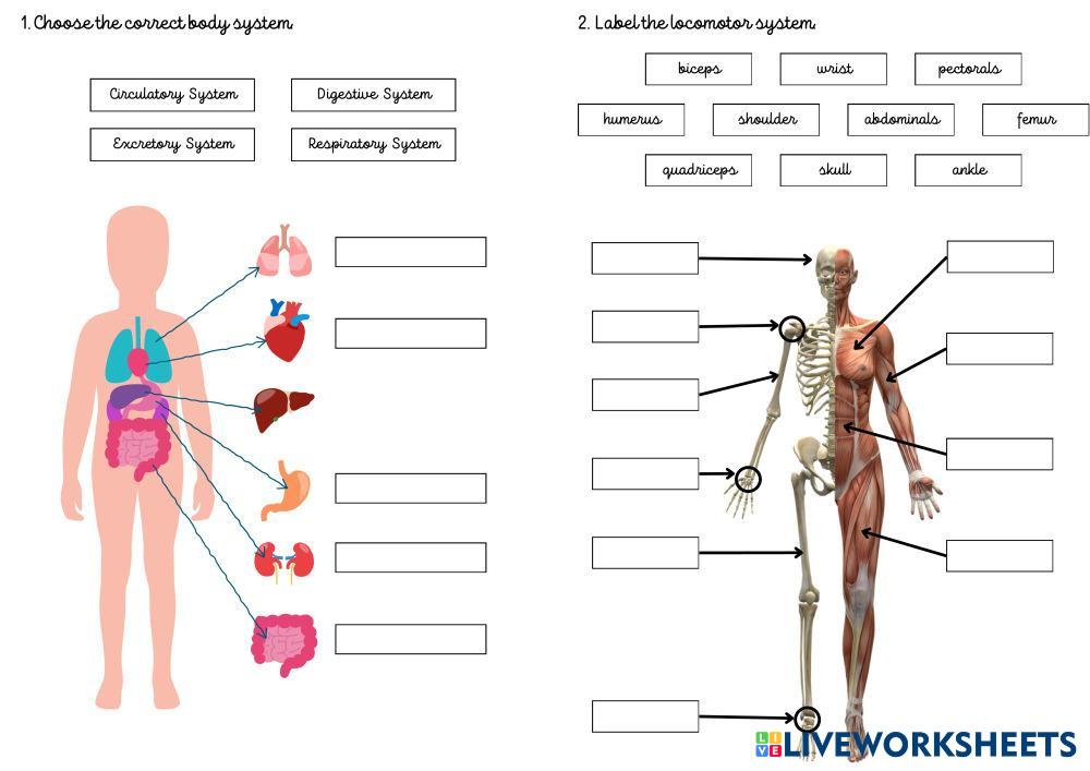 Nutrition & Interaction Systems | Live Worksheets