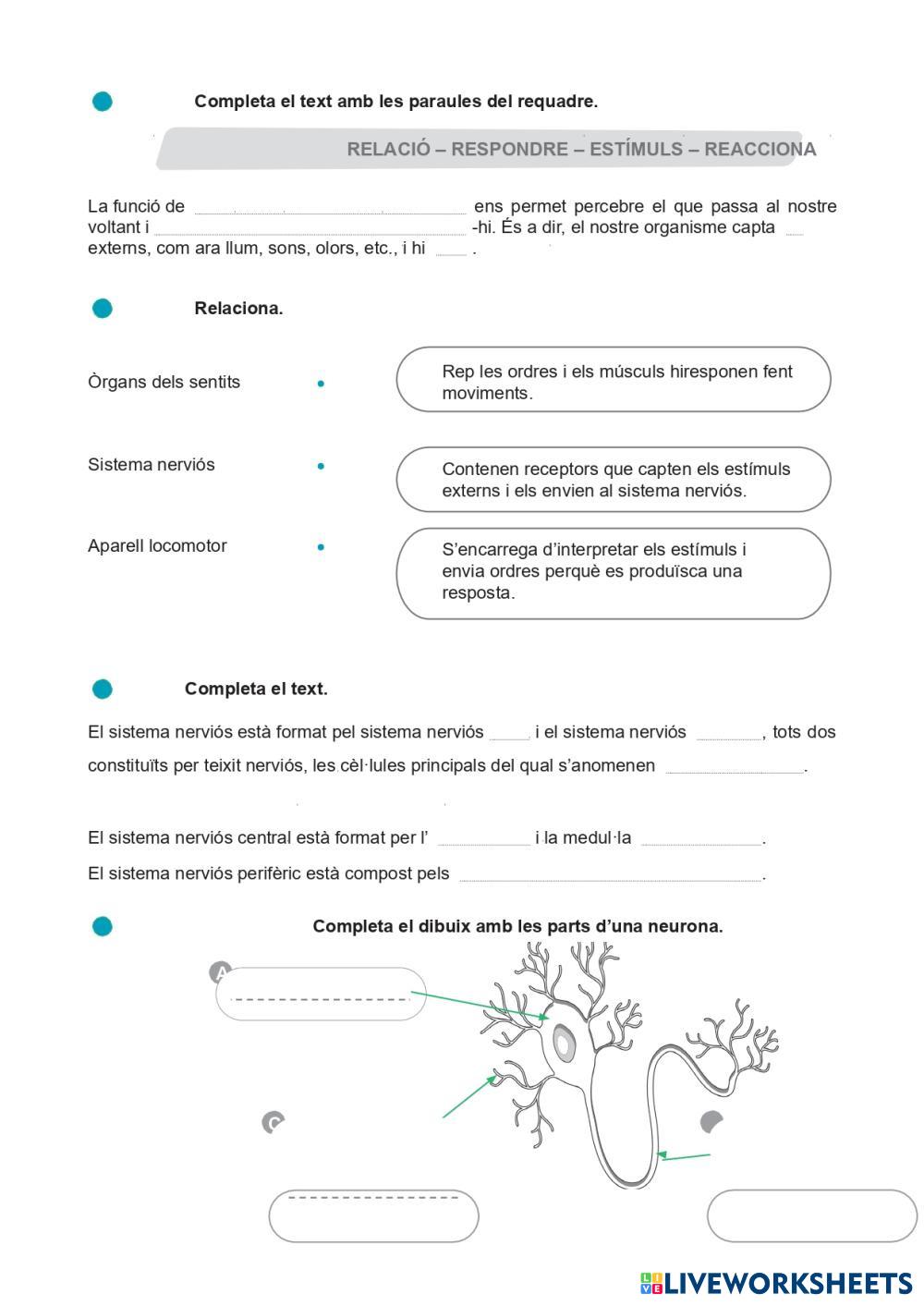 Els Sentits | Live Worksheets