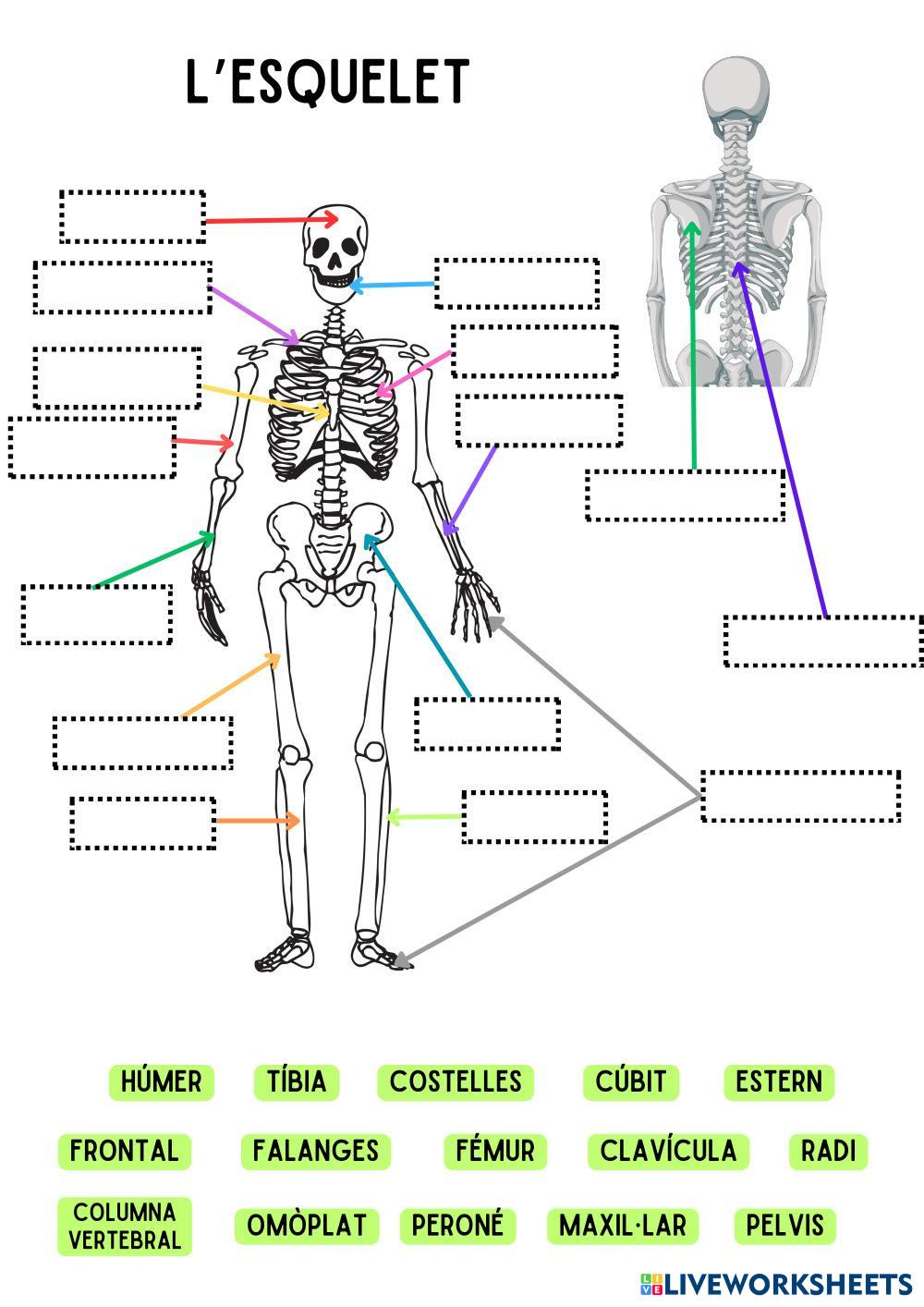 L'esquelet | Free Interactive Worksheets | 7331806