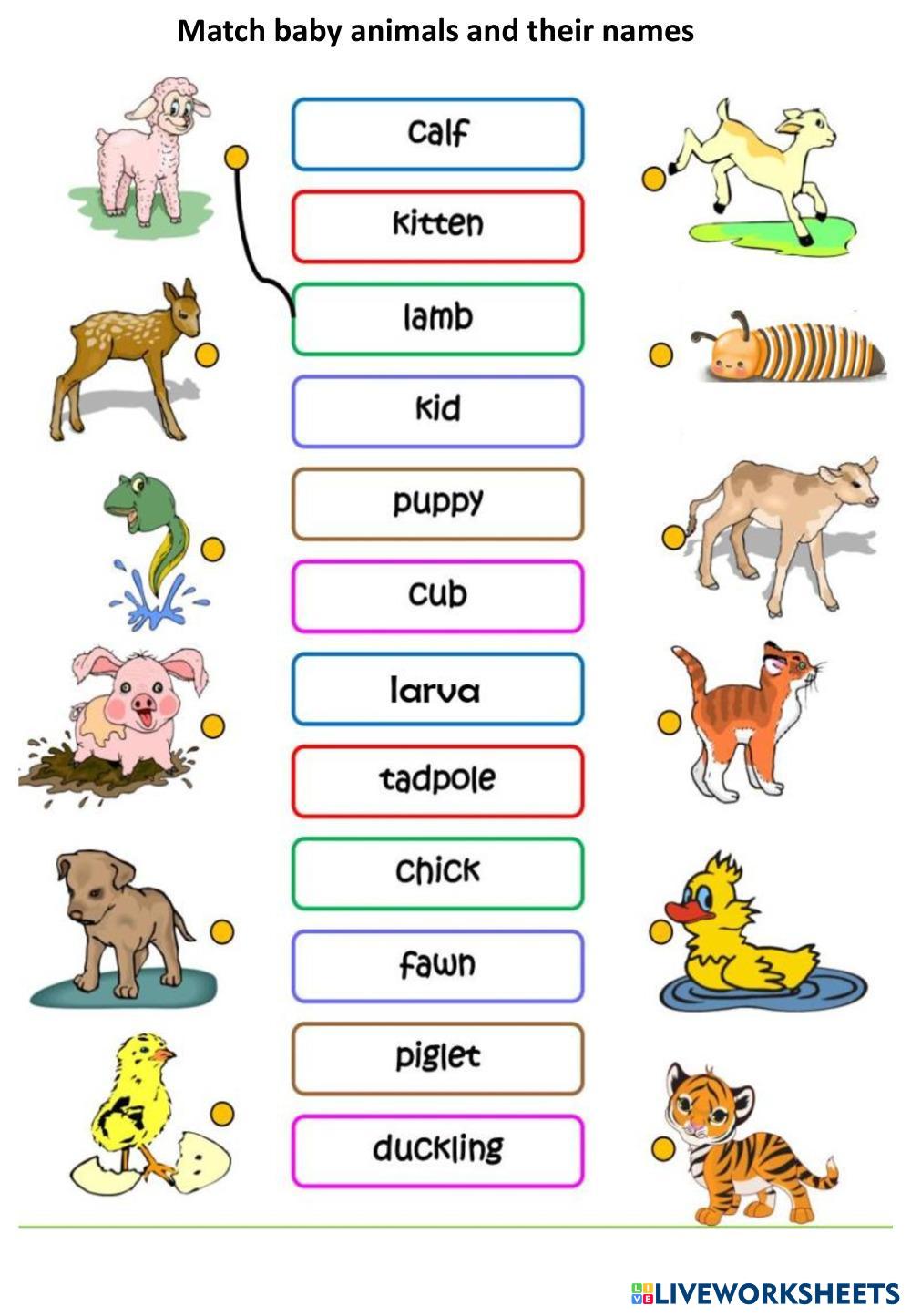 Baby animals | Live Worksheets