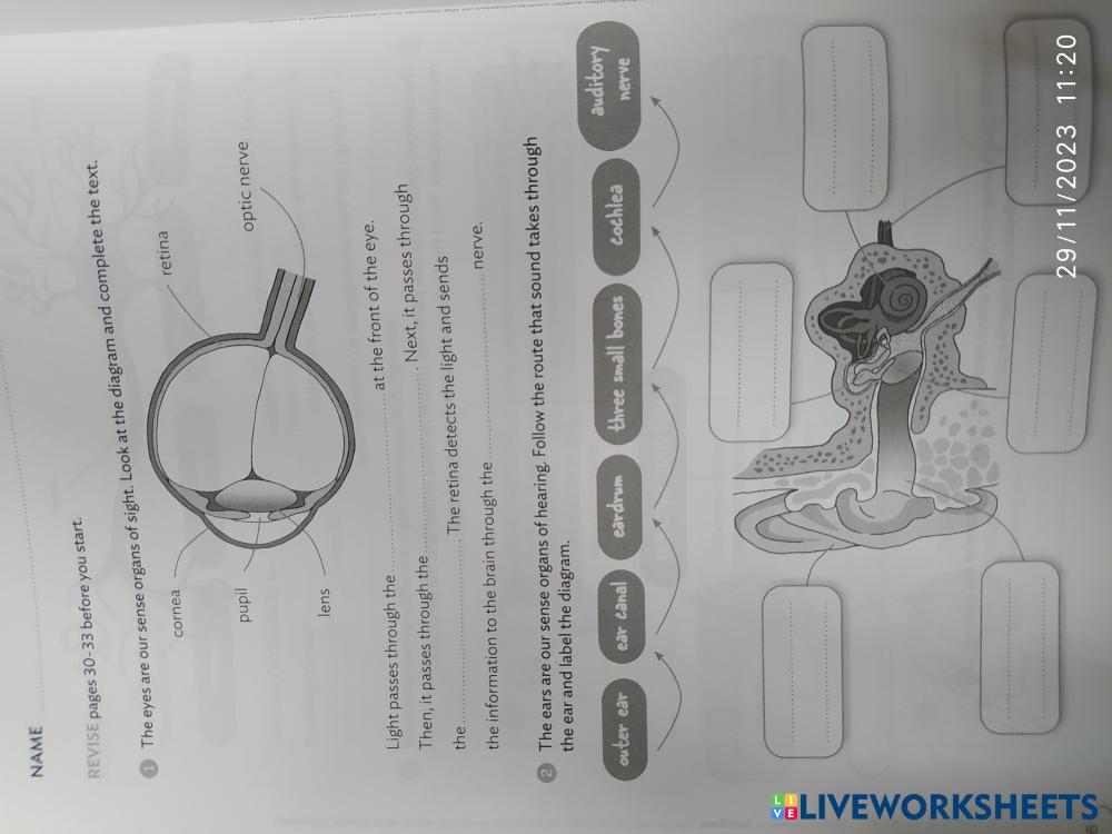 The sense organs | Live Worksheets