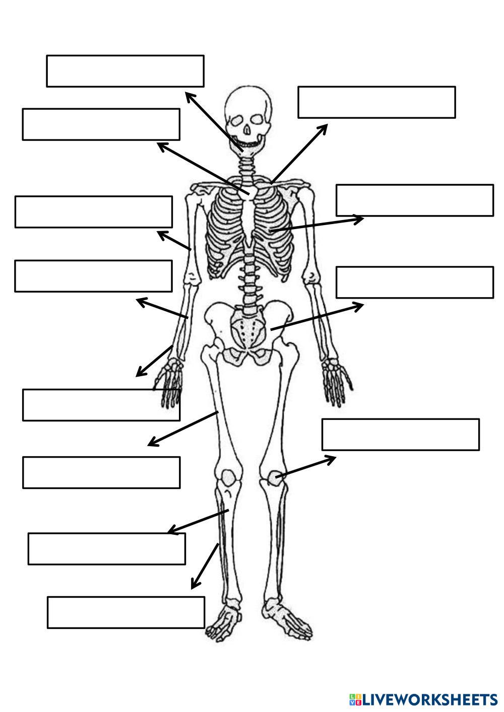 Bones and muscles | Live Worksheets
