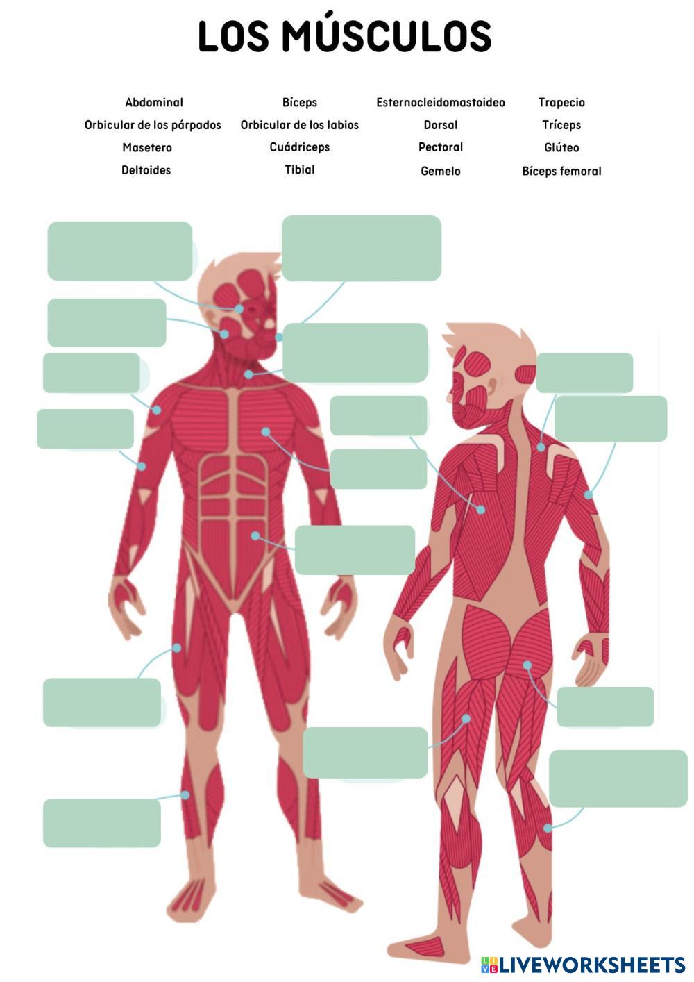 Los músculos | Live Worksheets