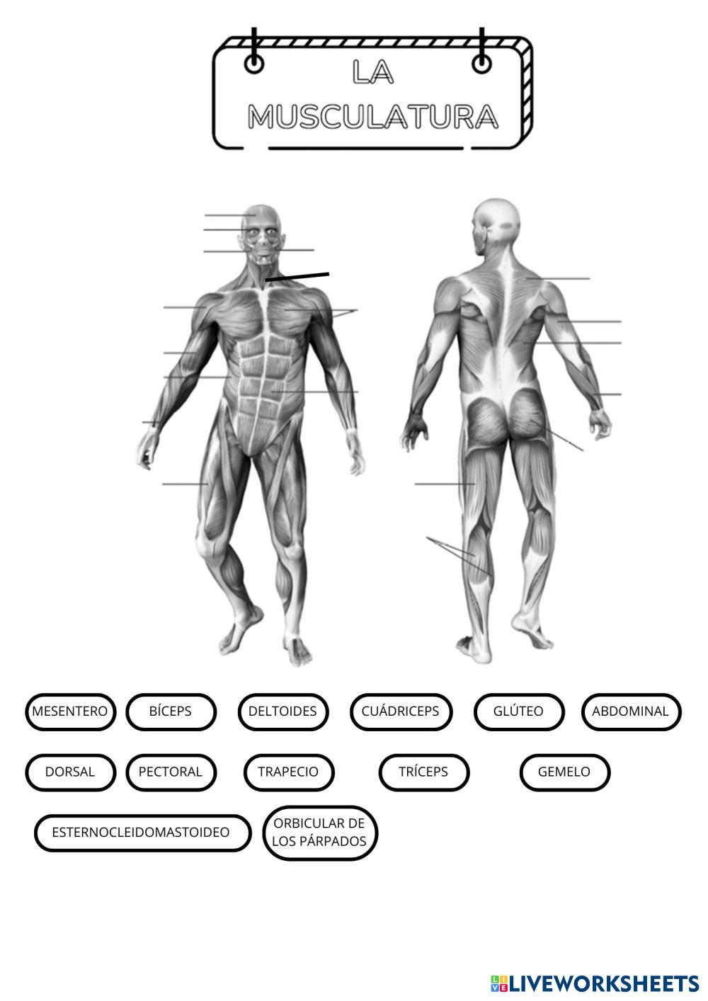 LOS MÚSCULOS | Free Interactive Worksheets | 7363835