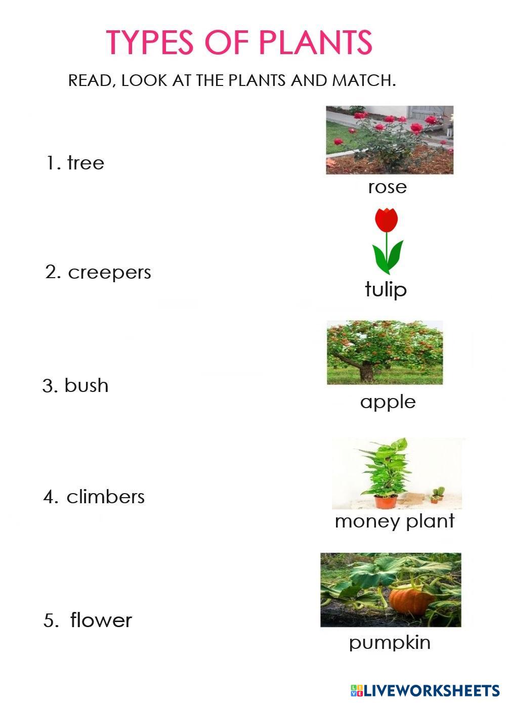 7365322 TYPES OF PLANTS Silhergo LiveWorksheets 7365322-types-of-plants-silhergo-liveworksheets