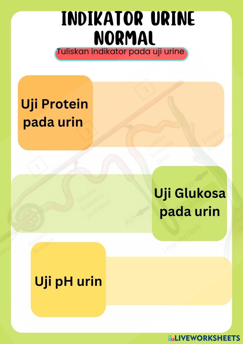 Indikator Urine Normal | Live Worksheets