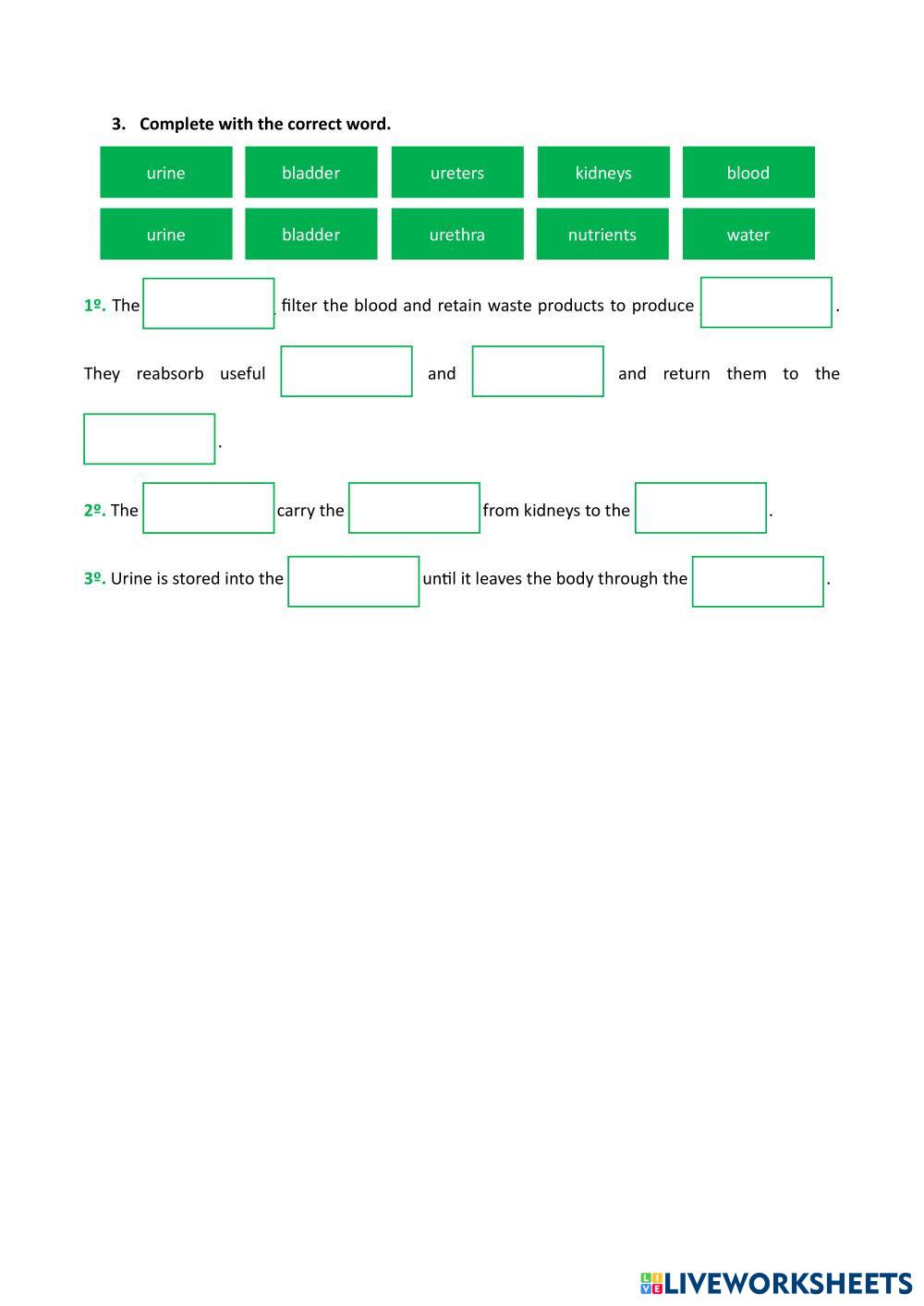 The EXCRETORY SYSTEM 7381356 | Laura | Live Worksheets