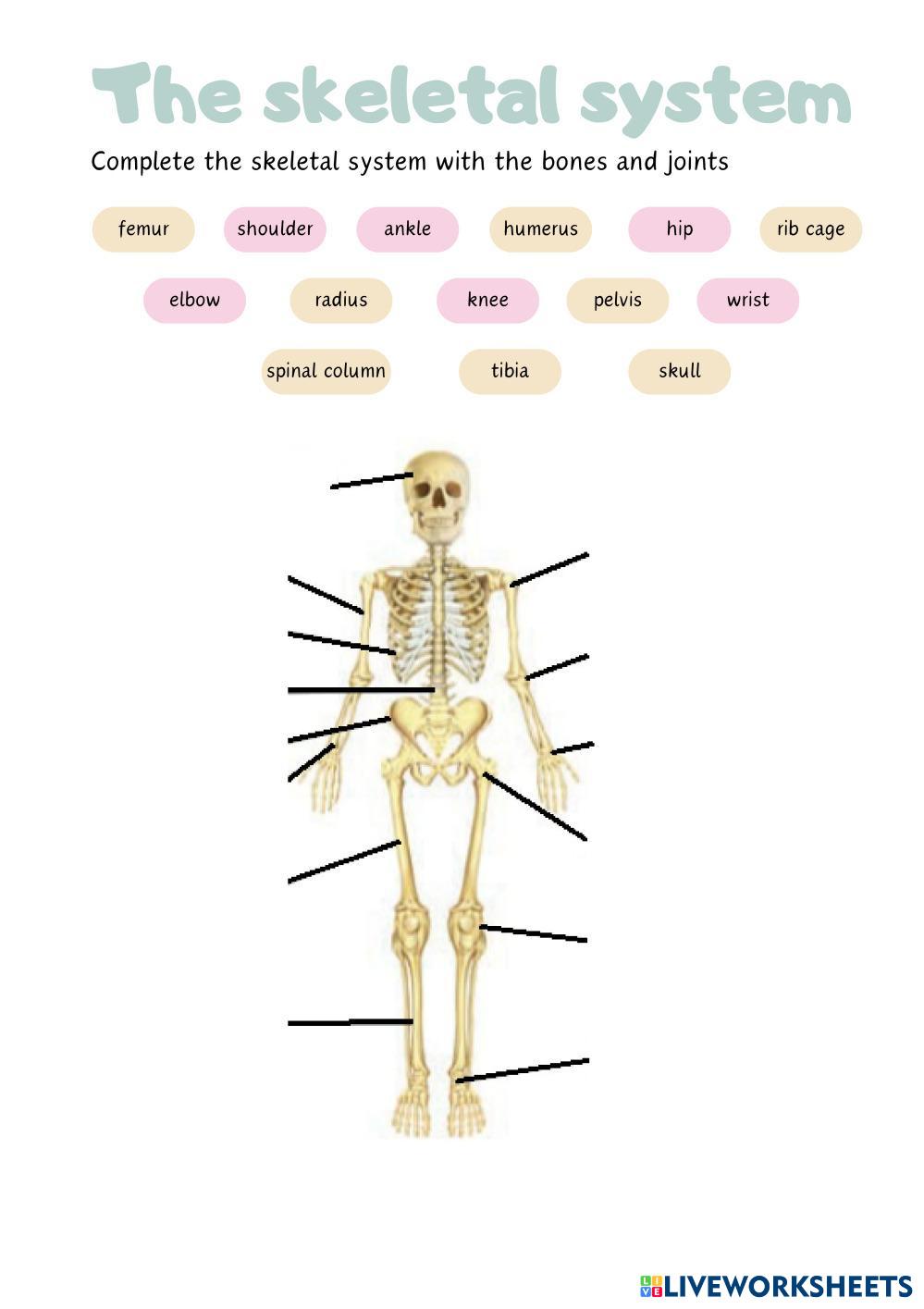 Locomotor system | Live Worksheets