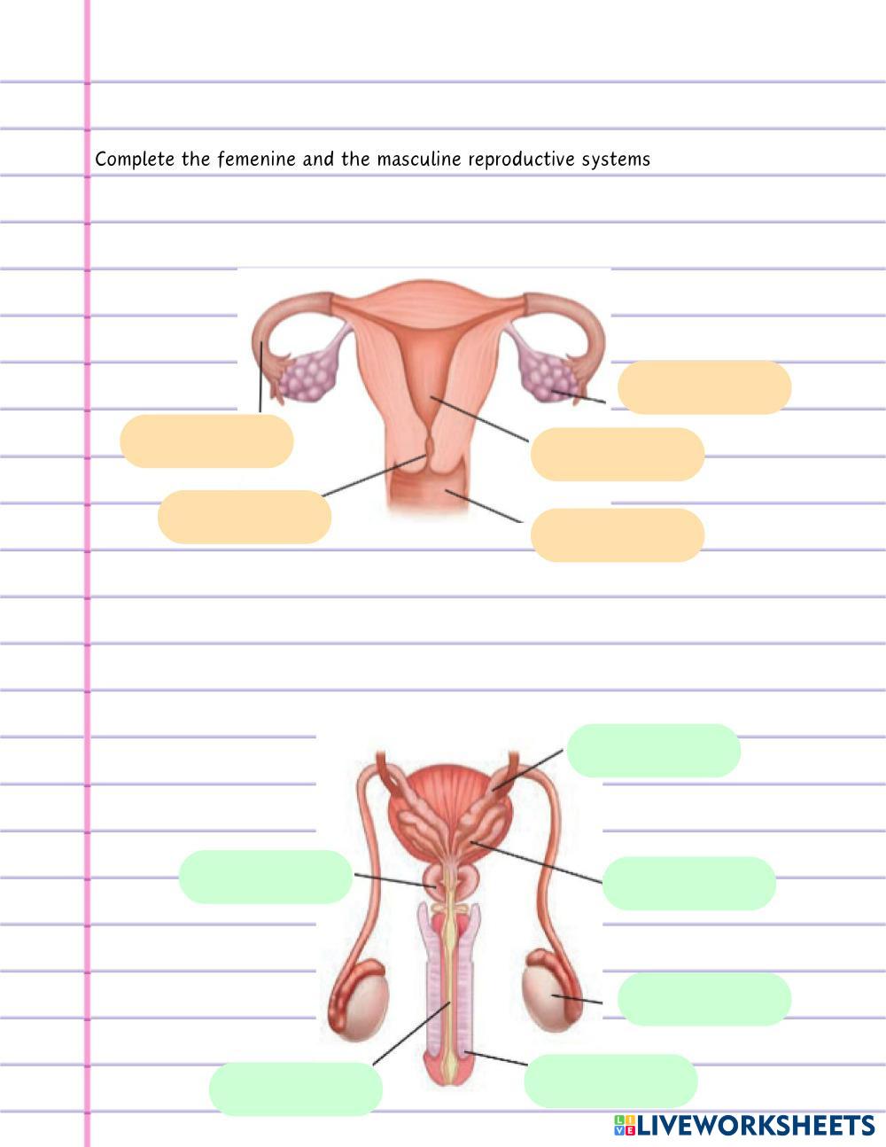 Reproductive systems | Live Worksheets
