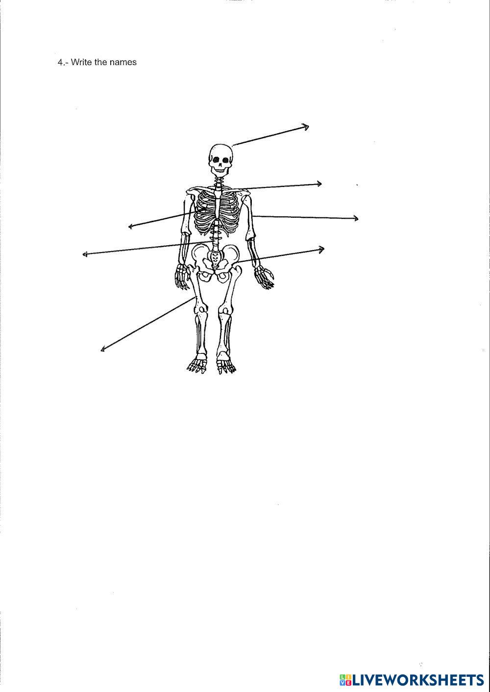 bones and muscles 7393514 | mcalvopo | LiveWorksheets