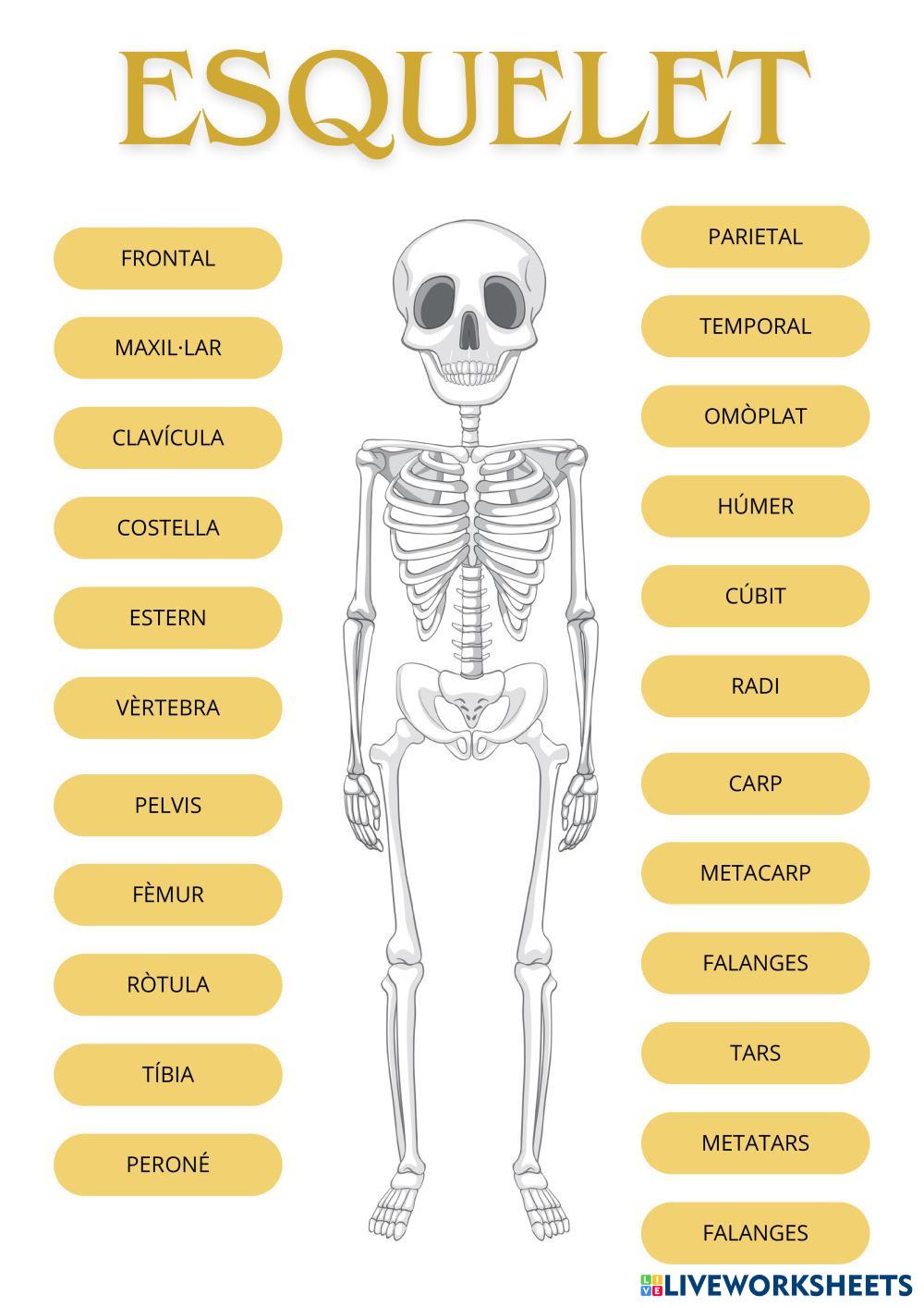 ESQUELET unir amb fletxes | Live Worksheets